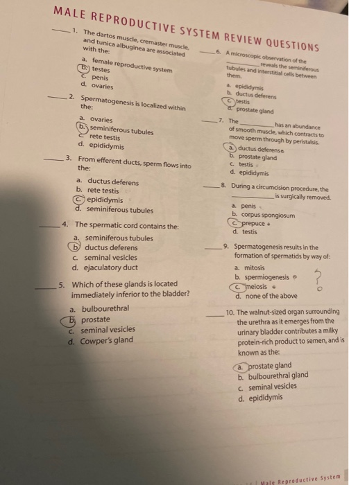 Solved MALE REPRODUCTIVE SYSTEM REVIEW QUESTIONS 1. The | Chegg.com