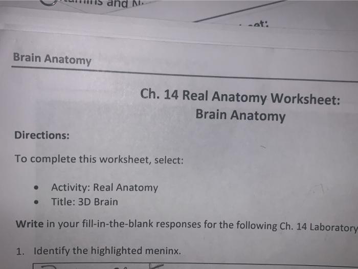 Ch. 14 Real Anatomy Worksheet: Brain Anatomy | Chegg.com