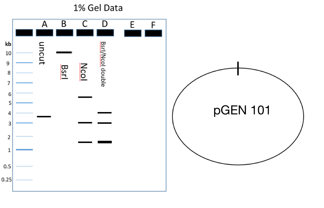Solved by an EXPERT construct a restriction map of these enzymes on this | Chegg.com