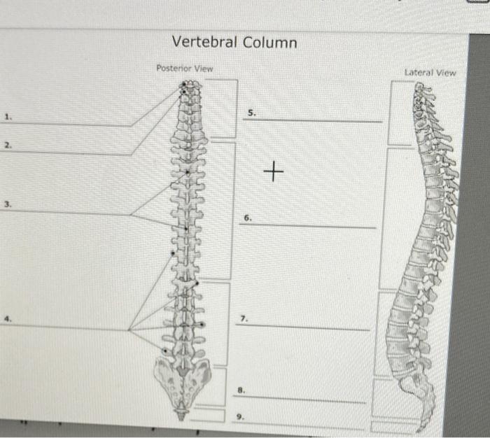 Vertebral Column Posterior View