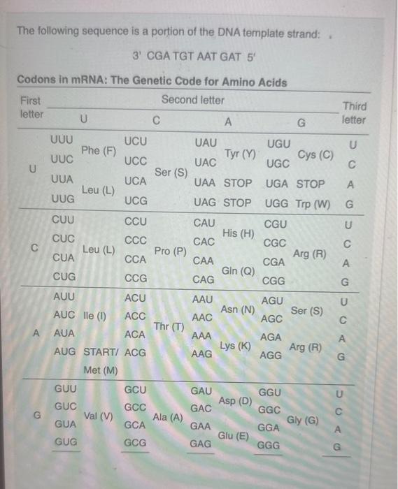Solved What are the anticodons of the tRNAs for the MRNA in | Chegg.com