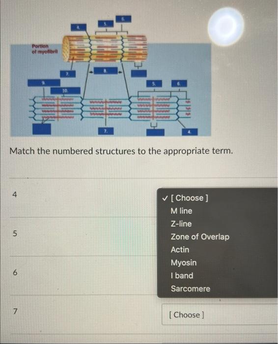 [Solved]: Match the numbered structures to the appropriate