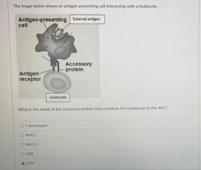Solved The image below shows an antigen presenting cell | Chegg.com