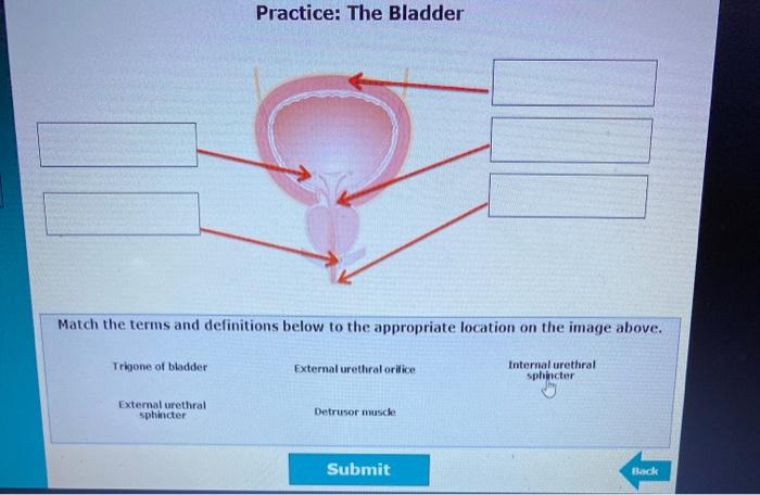 Solved Practice: The Bladder Match the terms and definitions | Chegg.com