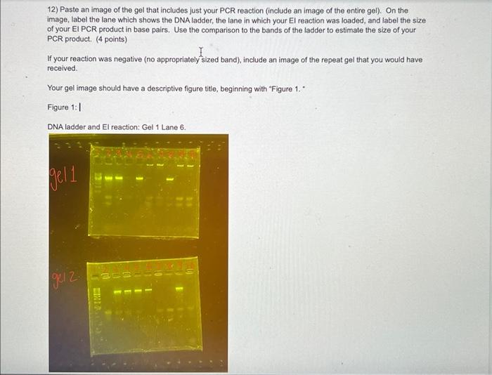 12) Paste an image of the gel that includes just your | Chegg.com
