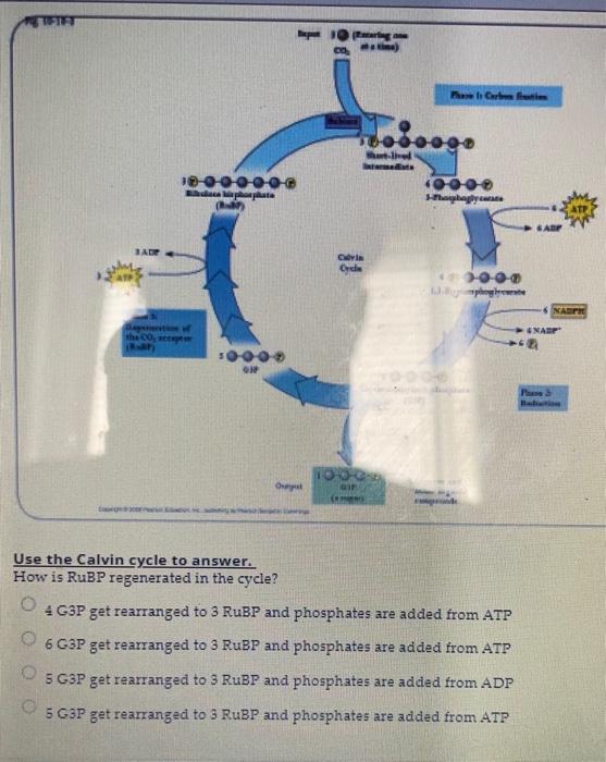 Solved Use the Calvin cycle to answer. How is RuBP | Chegg.com