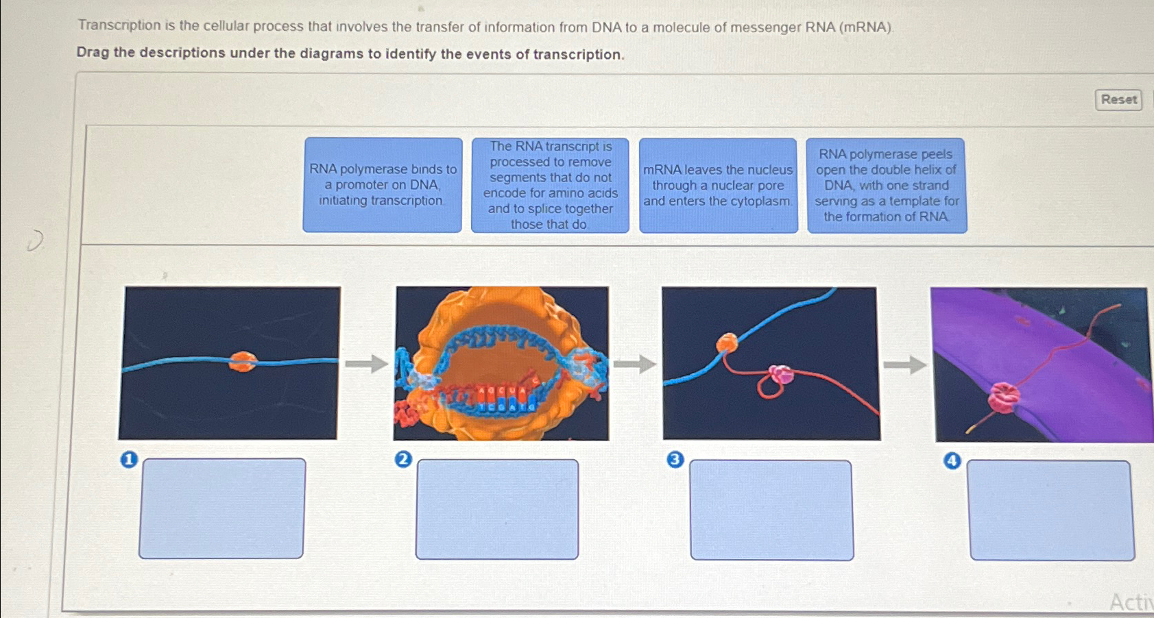 Solved Transcription is the cellular process that involves | Chegg.com
