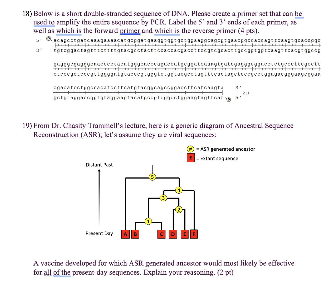 Solved 18) ﻿Below is a short double-stranded sequence of | Chegg.com
