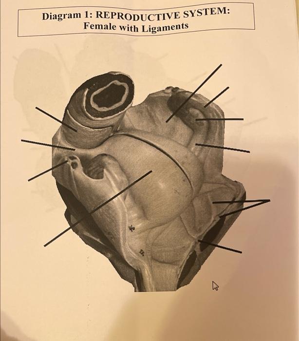 Solved Diagram 1: REPRODUCTIVE SYSTEM: Female with Ligaments | Chegg.com