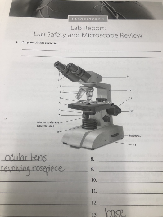 Solved LABORATORY 1 Lab Report: Lab Safety and Microscope | Chegg.com