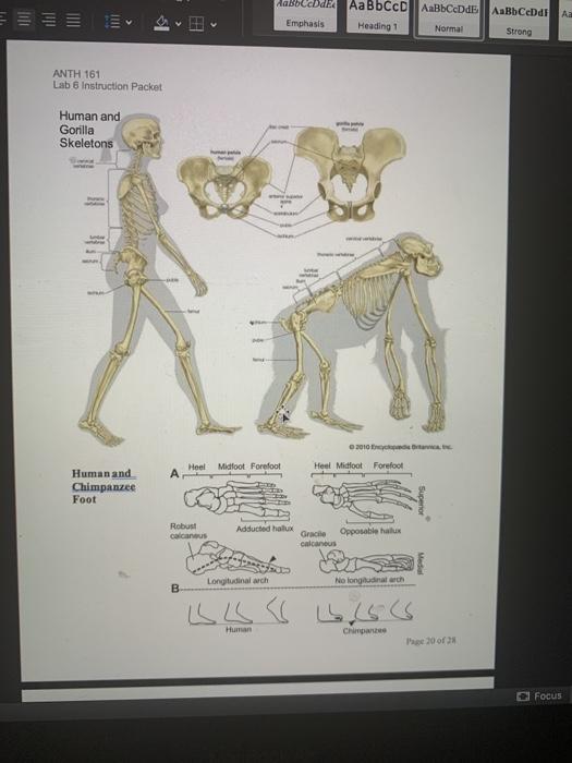 ANTH 161 Lab Worksheet Exercise 5: Apes vs. Humans | Chegg.com