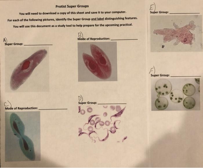 Solved Super Group: Protist Super Groups You will need to | Chegg.com