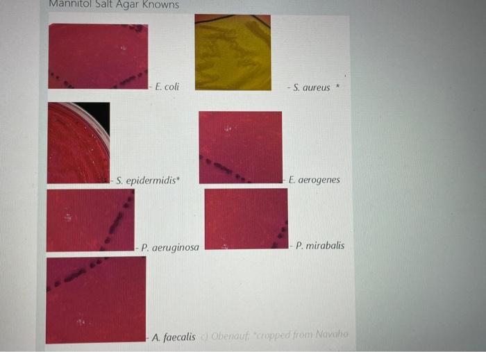 Solved Mannitol Salt Agar Knowns E. coli - S. aureus S. | Chegg.com