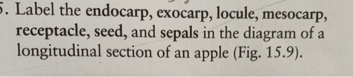 Solved 5. Label the endocarp, exocarp, locule, mesocarp, | Chegg.com