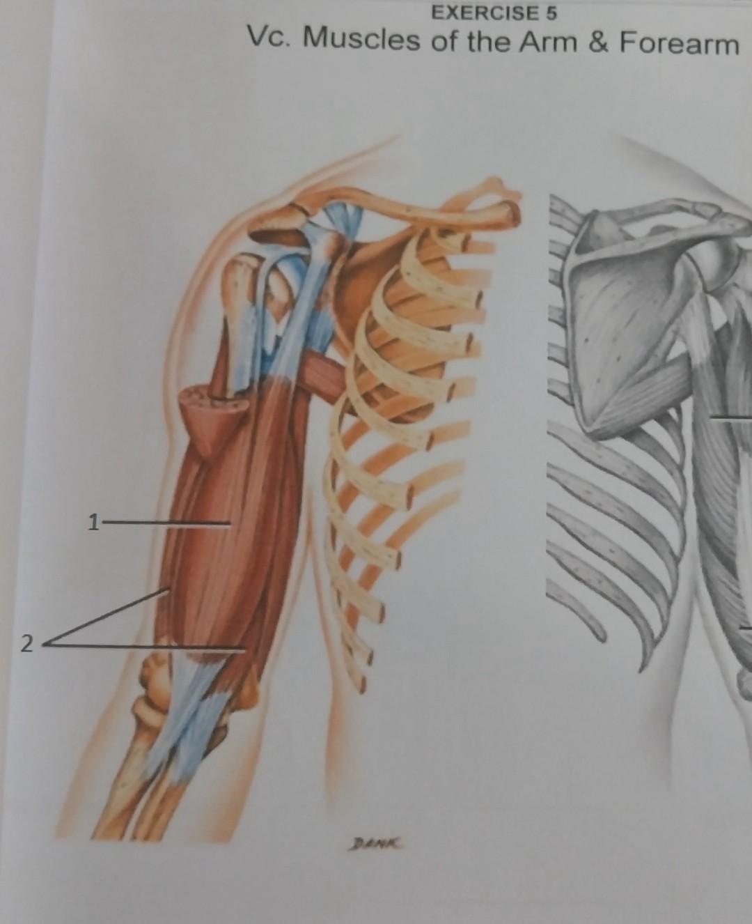 Solved EXERCISE 5 1. 2. 3. 4. 5. 6. 7. 8. 9. 10. 11.EXERCISE | Chegg.com