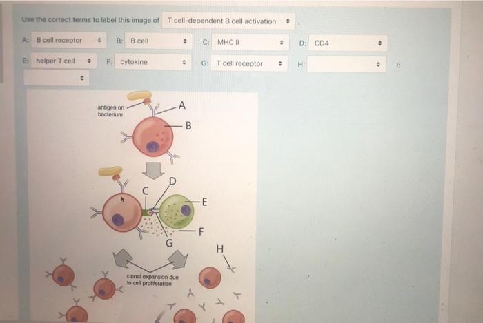 Solved Complete the table Lymphocyte type Detect antigen | Chegg.com