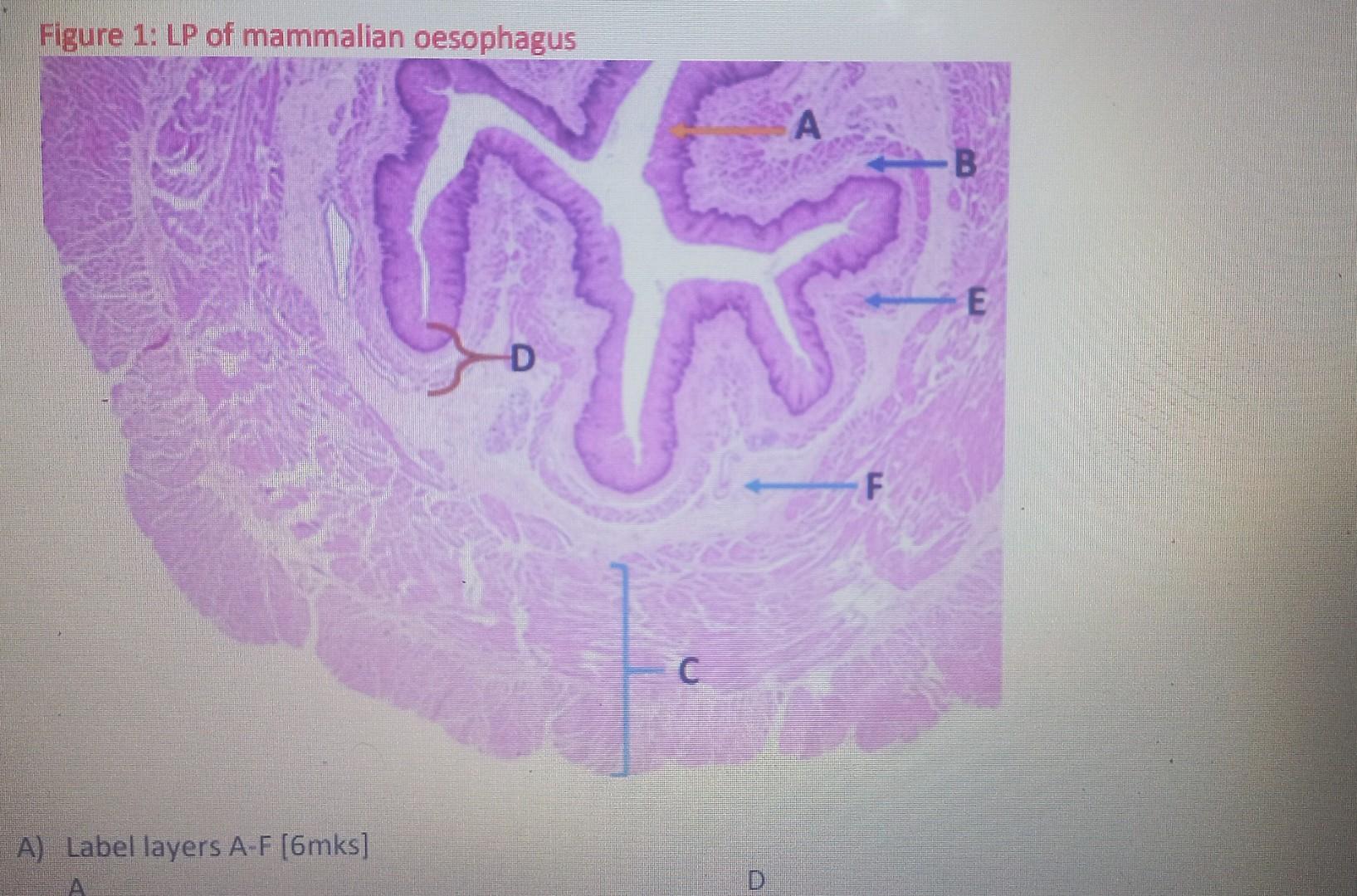 Solved Section 1 : Histology of Vertebrate gut A. Label | Chegg.com