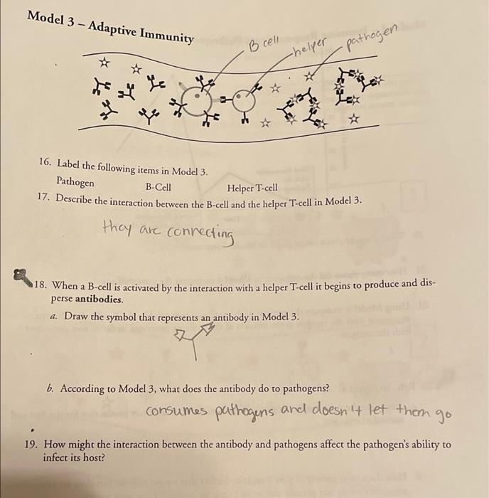 Solved Model 3-Adand: 16. Label the following items in Model | Chegg.com