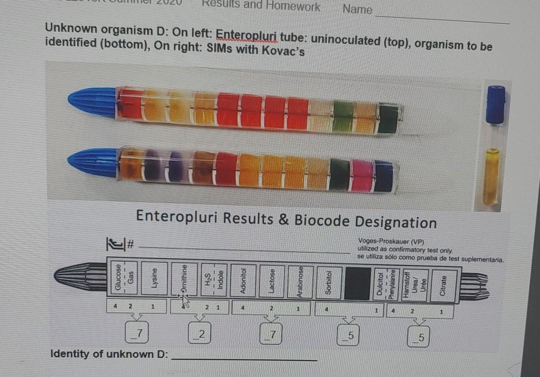 Solved Unknown organism used C: On left: Enteropluri tube: | Chegg.com
