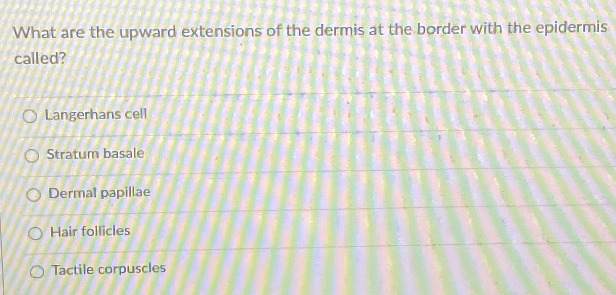 Solved What are the upward extensions of the dermis at the | Chegg.com