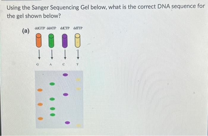 Solved Using the Sanger Sequencing Gel below, what is the | Chegg.com