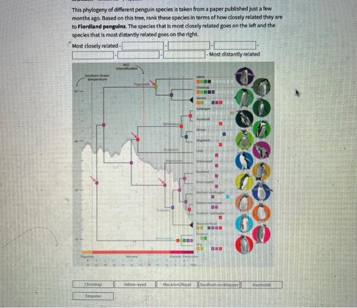 This phylogeny of different penguin species is taken | Chegg.com