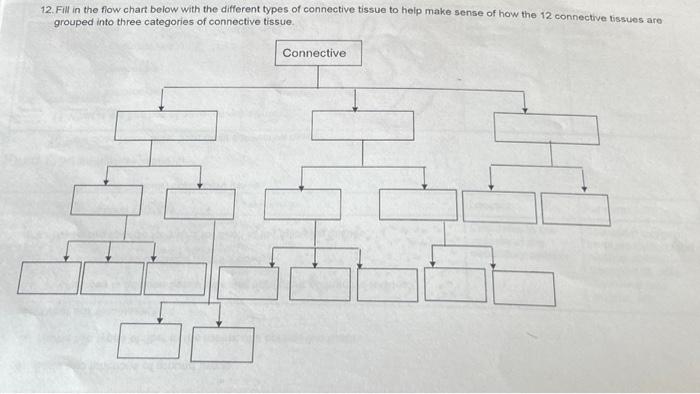 Solved 12. Fill in the flow chart below with the different | Chegg.com