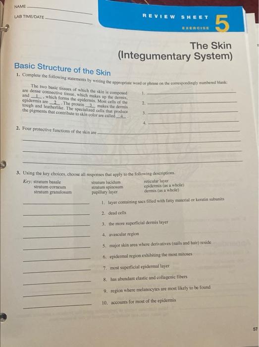 NAME LAB TIME/DATE The Skin (Integumentary System) | Chegg.com