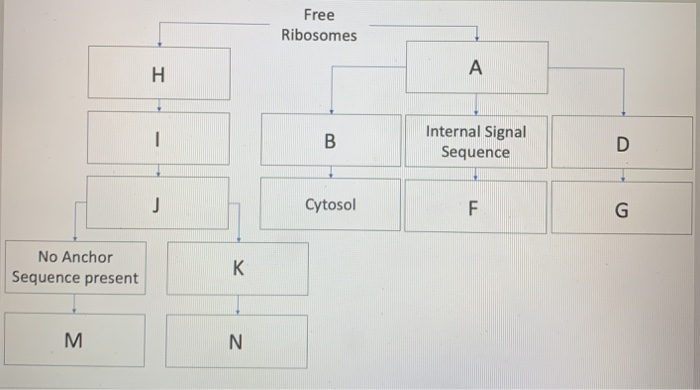 Solved create a flow chart to map protein localization in | Chegg.com