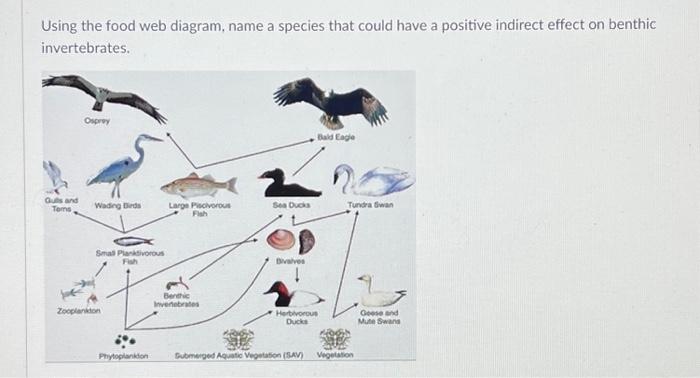 Solved Using the food web diagram, name a species that could | Chegg.com