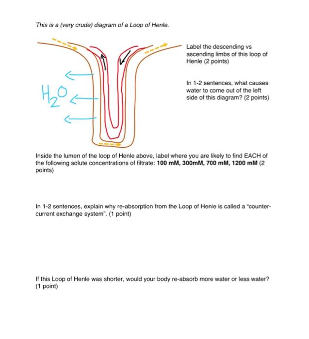 Solved This is a (very crude) diagram of a Loop of Henle. | Chegg.com
