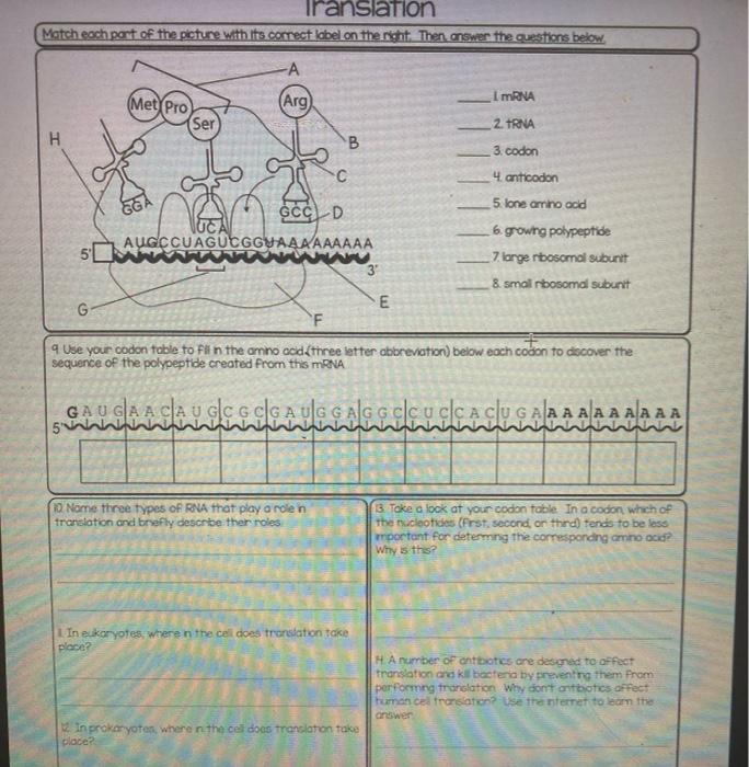 Solved DNA Replication Answer the questions below 1 In the | Chegg.com