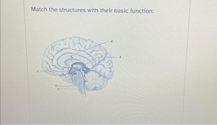 Solved match the structures with their brain function:the | Chegg.com
