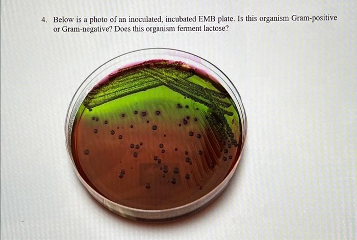 Solved 4. Below is a photo of an inoculated, incubated EMB | Chegg.com