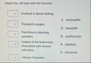Solved Match the cell type with the functioninvolved in | Chegg.com