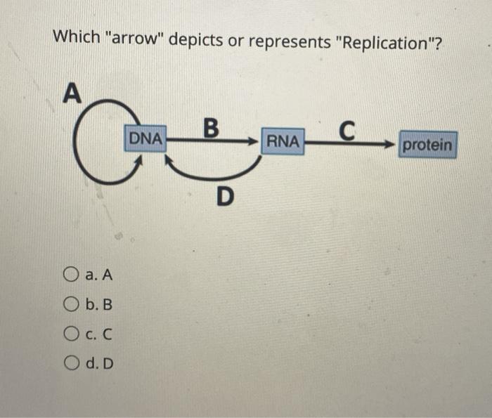 Solved Which "arrow" depicts or represents "Replication"? A | Chegg.com