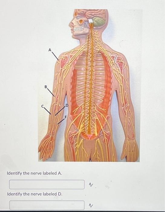 Solved Identify the nerve labeled 3 . Identify the nerve | Chegg.com