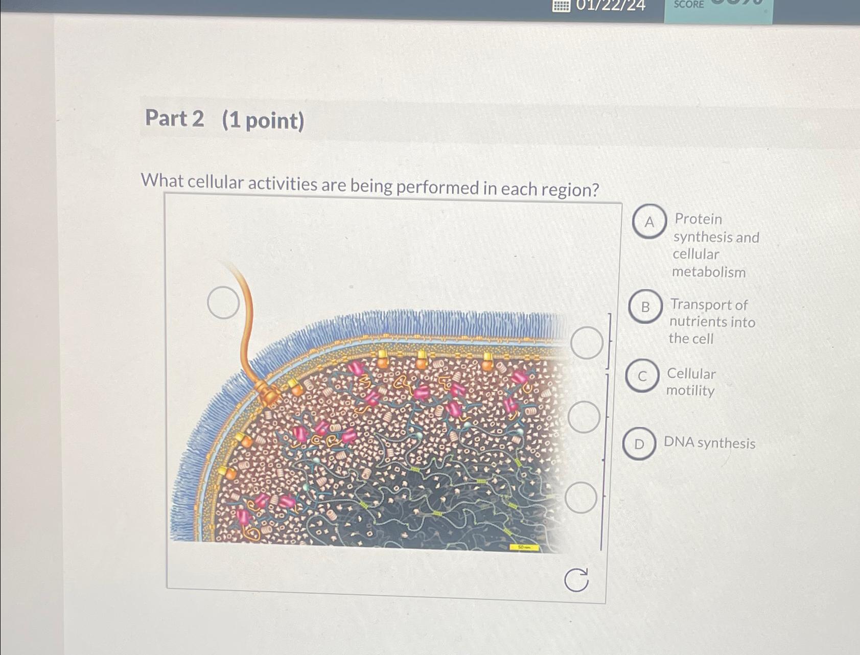 Solved Part 2 (1 ﻿point)What cellular activities are being | Chegg.com
