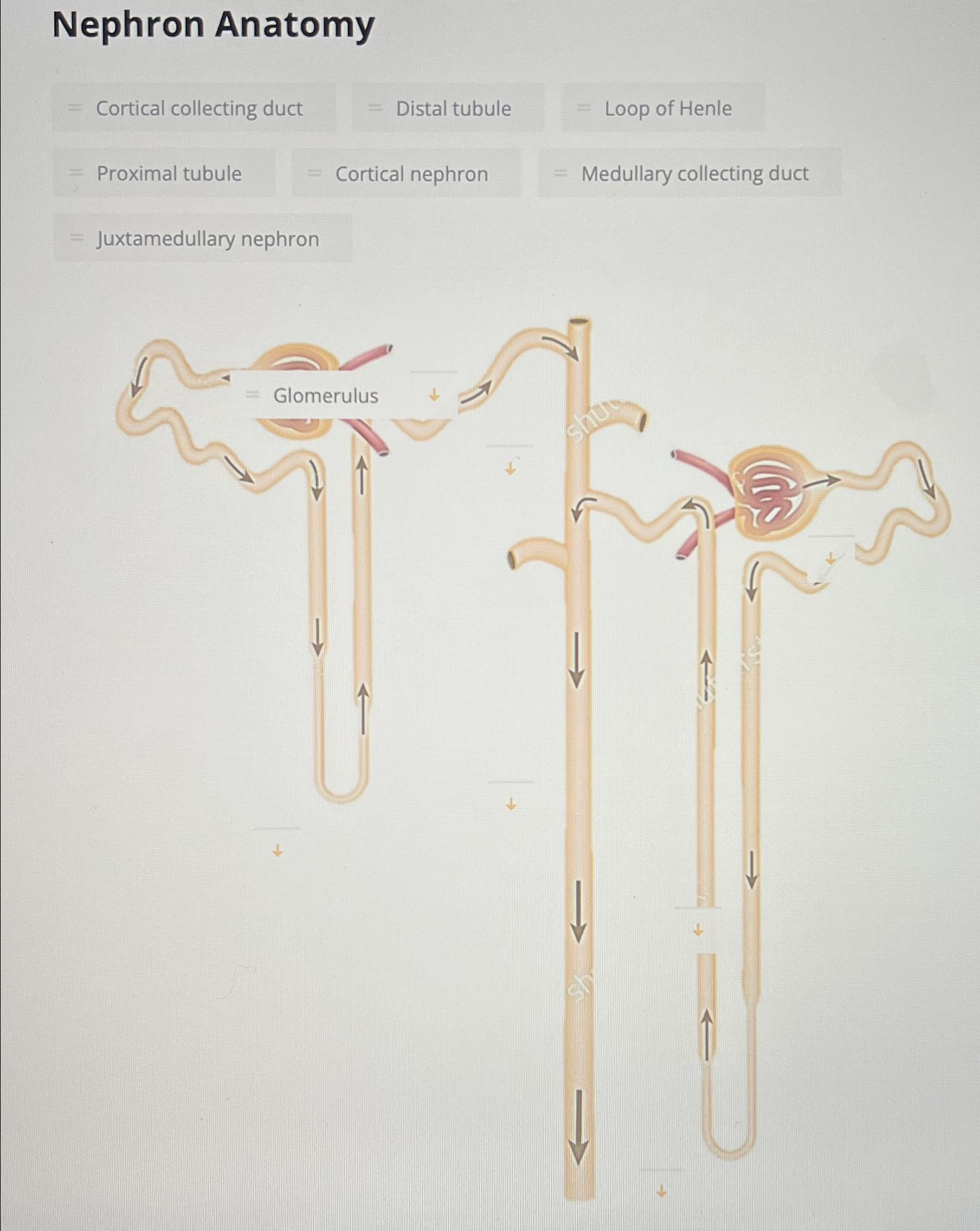 Solved Nephron Anatomy= ﻿Cortical collecting duct= ﻿Proximal | Chegg.com