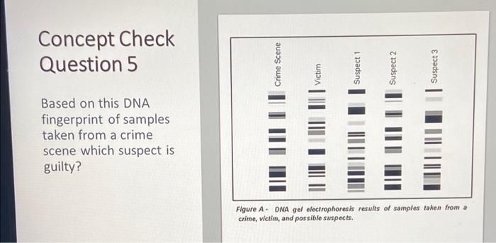Solved Concept Check Question 5 Crime Scene Victim Suspect 1 | Chegg.com