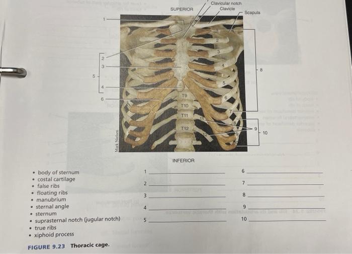 Solved - body of sternum - costal cartilage - false ribs - | Chegg.com