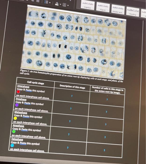 Solved Calculate the mitotic Index for the tissue sample In | Chegg.com