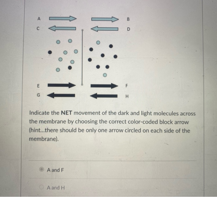 Solved Consider the transmembrane alpha helices found in | Chegg.com