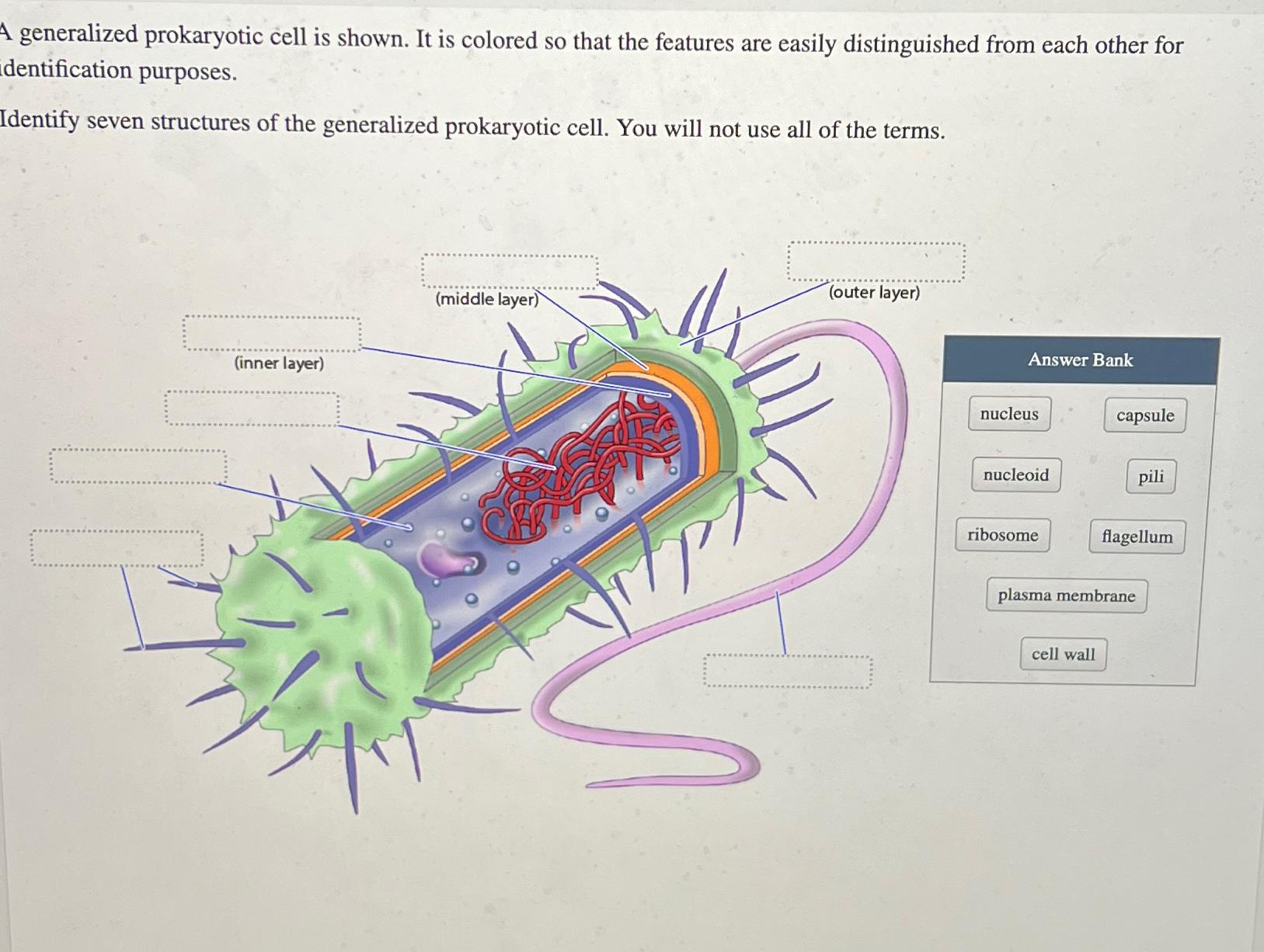 Solved A generalized prokaryotic cell is shown. It is | Chegg.com