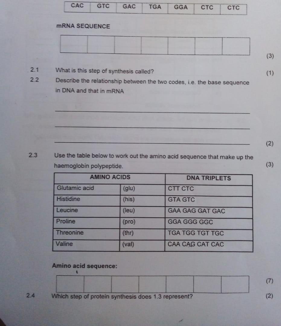 Solved CAC GTC GAC TGA GGA CTC CTC mRNA SEQUENCE (3) 2.1 (1) | Chegg.com