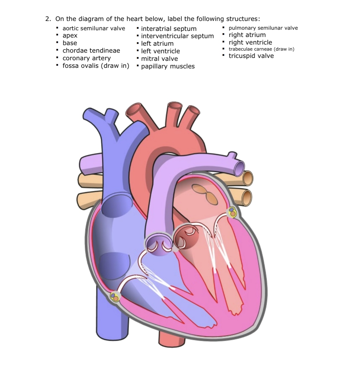 Solved On the diagram of the heart below, label the | Chegg.com