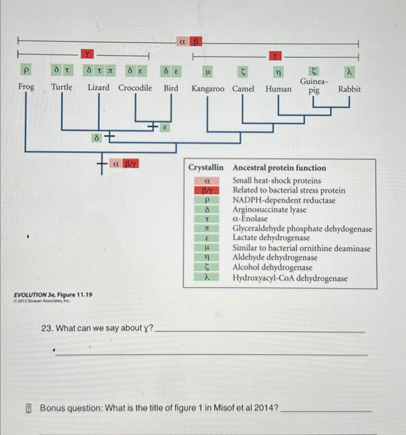 Solved EVOLUTION 3e, ﻿Figure 11.19o 2013 ﻿Sinsuer | Chegg.com