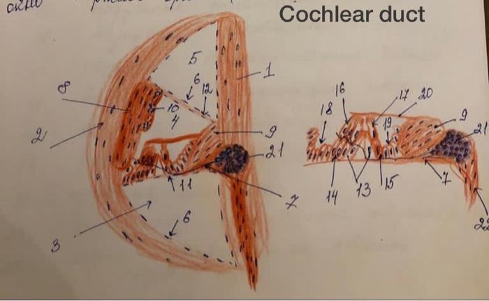 Solved name the following 22 structures in the cochlear duct | Chegg.com