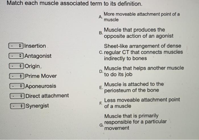 Solved Match each muscle associated term to its definition. | Chegg.com