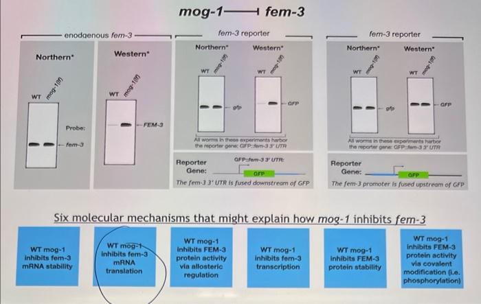 confused on how to explain this. i know its WT mog-1 | Chegg.com